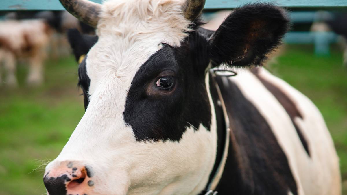Cara De Vaca Leiteira