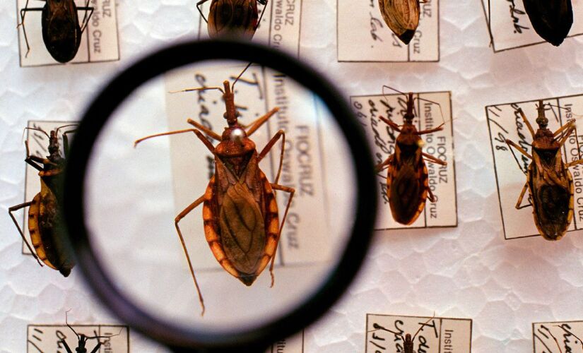 Plataforma pretende reunir pesquisas sobre a Doença de Chagas - Gazeta ...