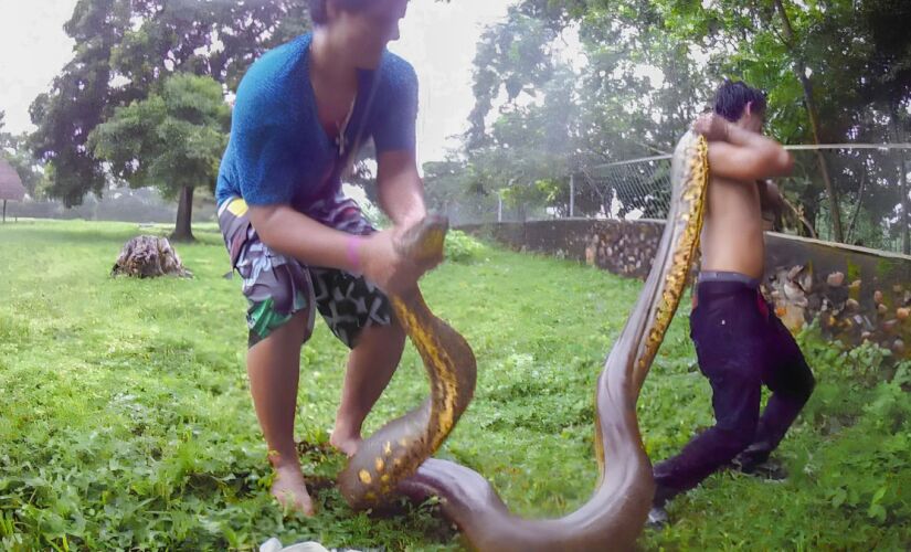 Adeus, piton: maior cobra do mundo tem 220 kg e 9 metros - Gazeta de ...