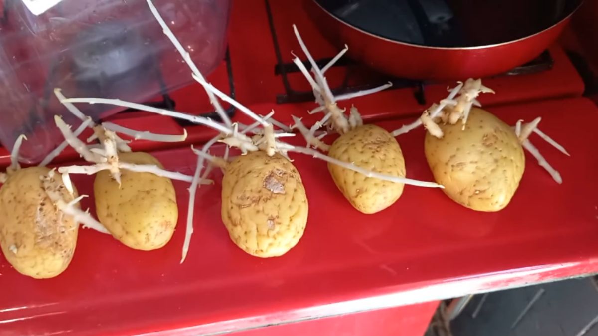 Ainda está viva? Veja por que batata brota na geladeira e se é perigoso ...