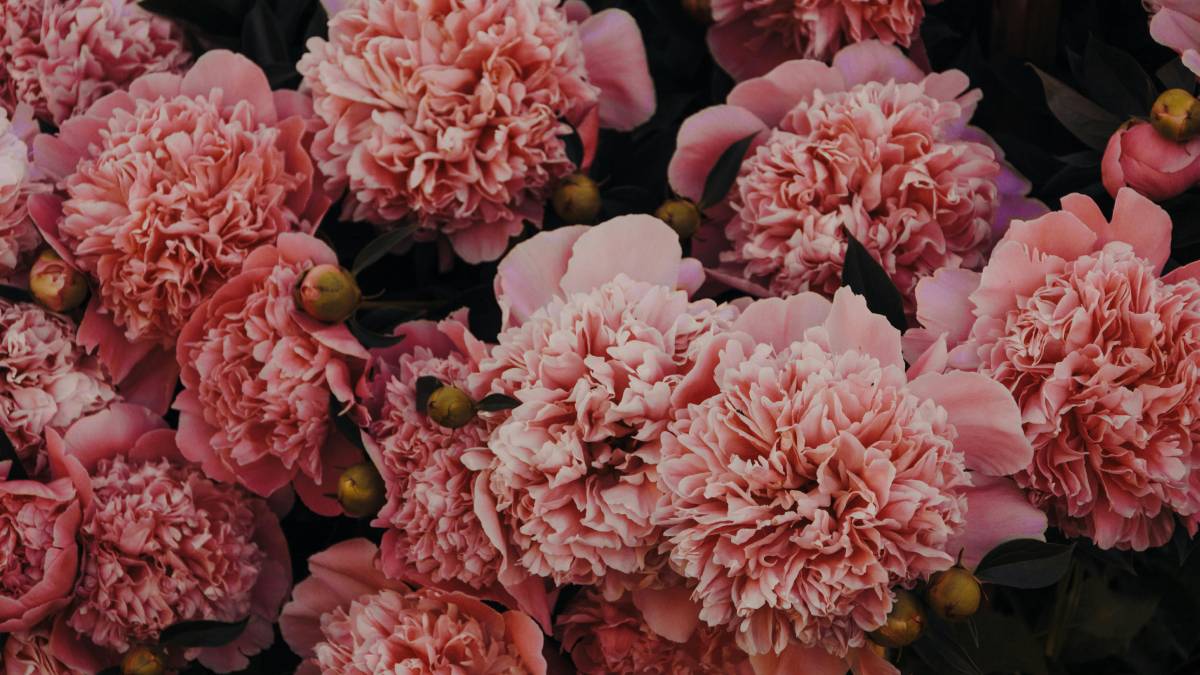 Qual é a flor do seu mês? Descubra o significado - Gazeta de São Paulo