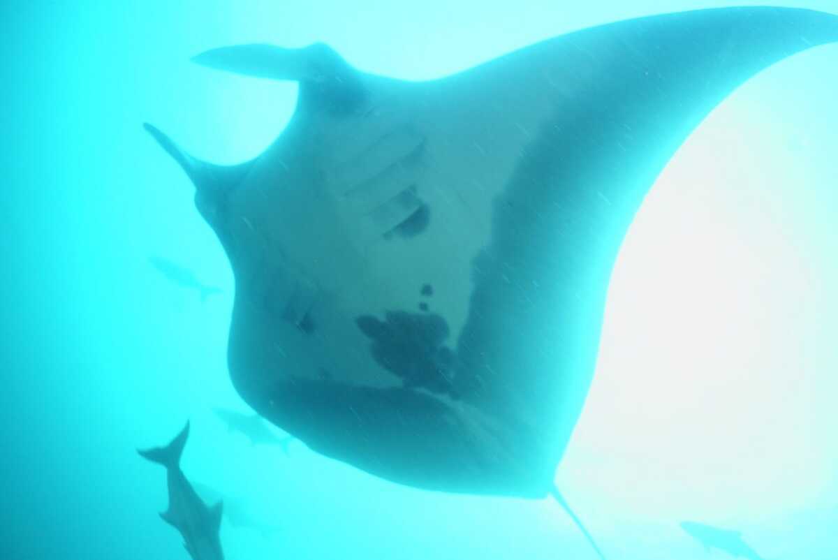 Espécie rara de raia-jamanta é avistada em parque marinho da Baixada ...