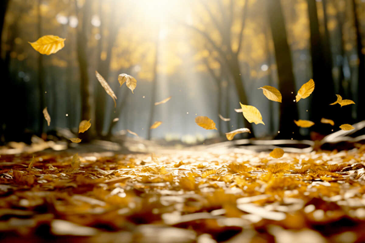 Saiba como será o outono no Brasil; frente fria vem aí - Gazeta de São ...