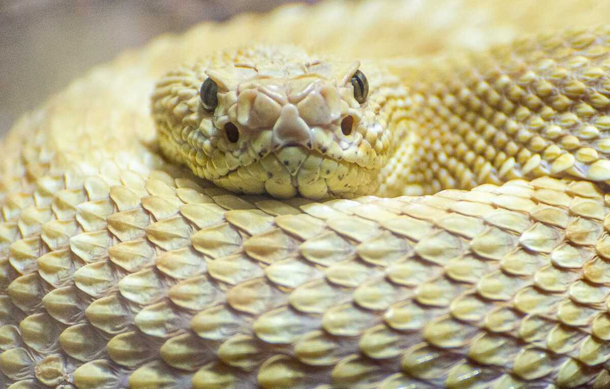 Saiba mais sobre o perigo das cobras em áreas urbanas de São Paulo ...