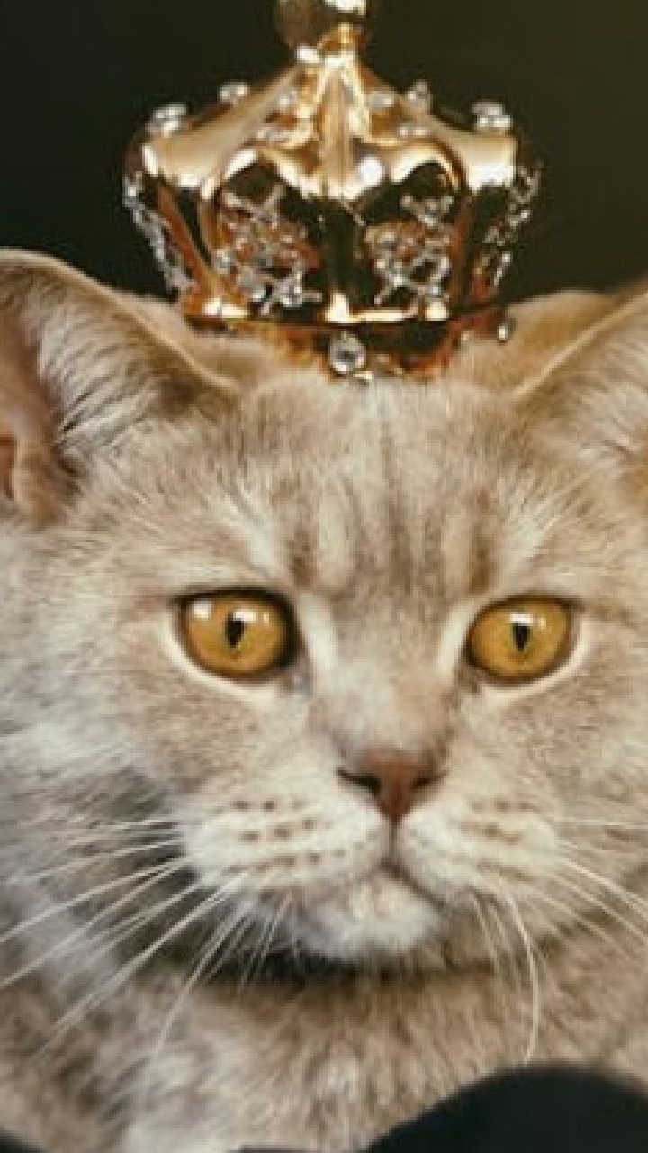 Gatos: 5 motivos que mostram por que os gatos são perfeitos - Gazeta de ...