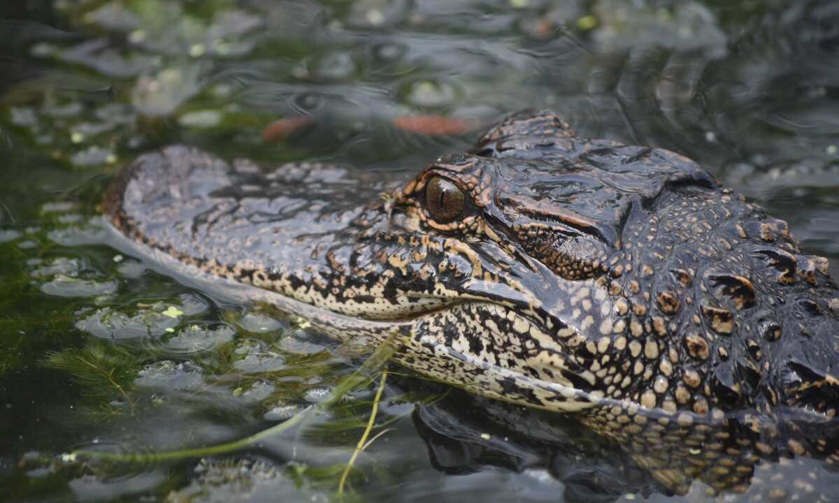 A história do jacaré que vivia no rio Tietê e que ninguém conseguia ...