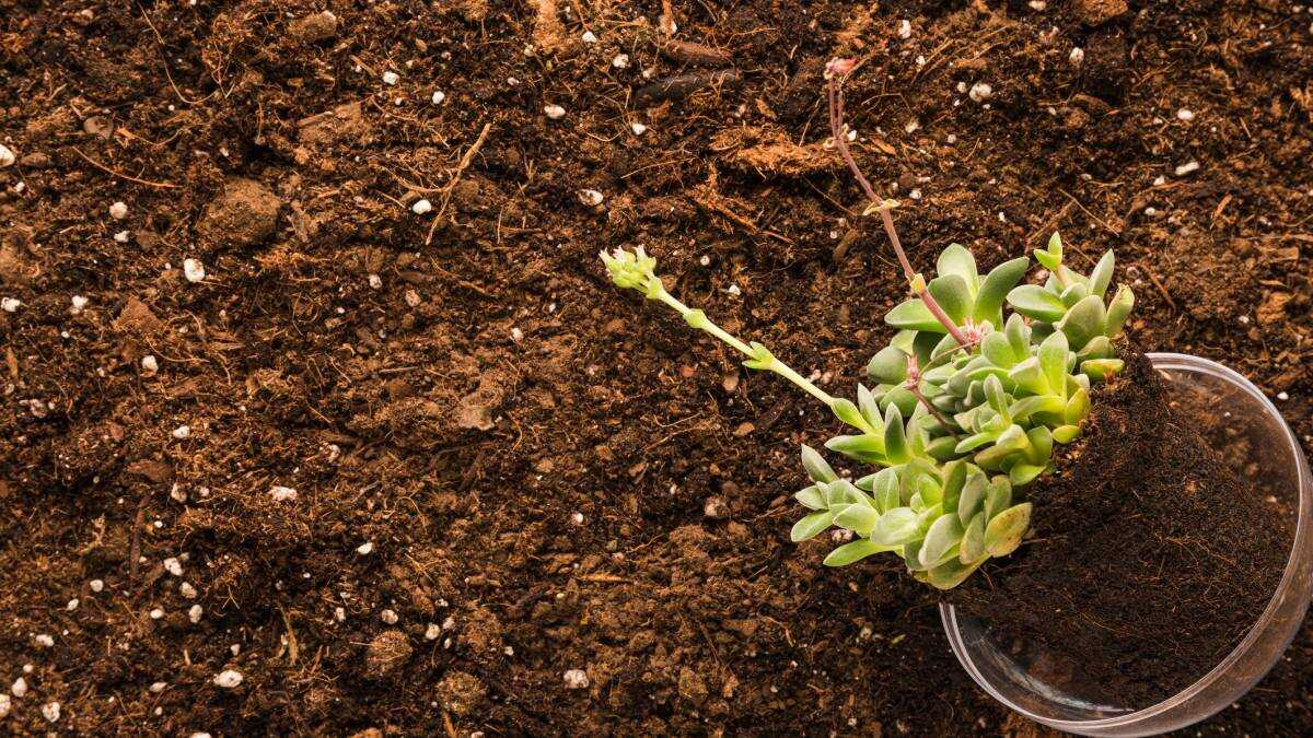 Entenda os diferentes tipos de substrato para plantas - Gazeta de São Paulo