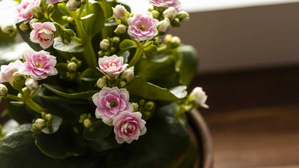 Conheça 10 plantas que trazem prosperidade e atraem dinheiro para sua ...