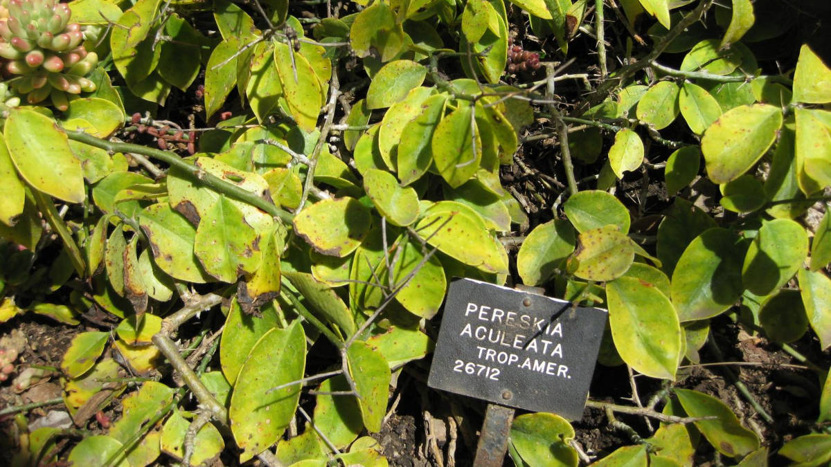 Ora-pro-nobis: por que essa planta é um tesouro no seu jardim? - Gazeta ...