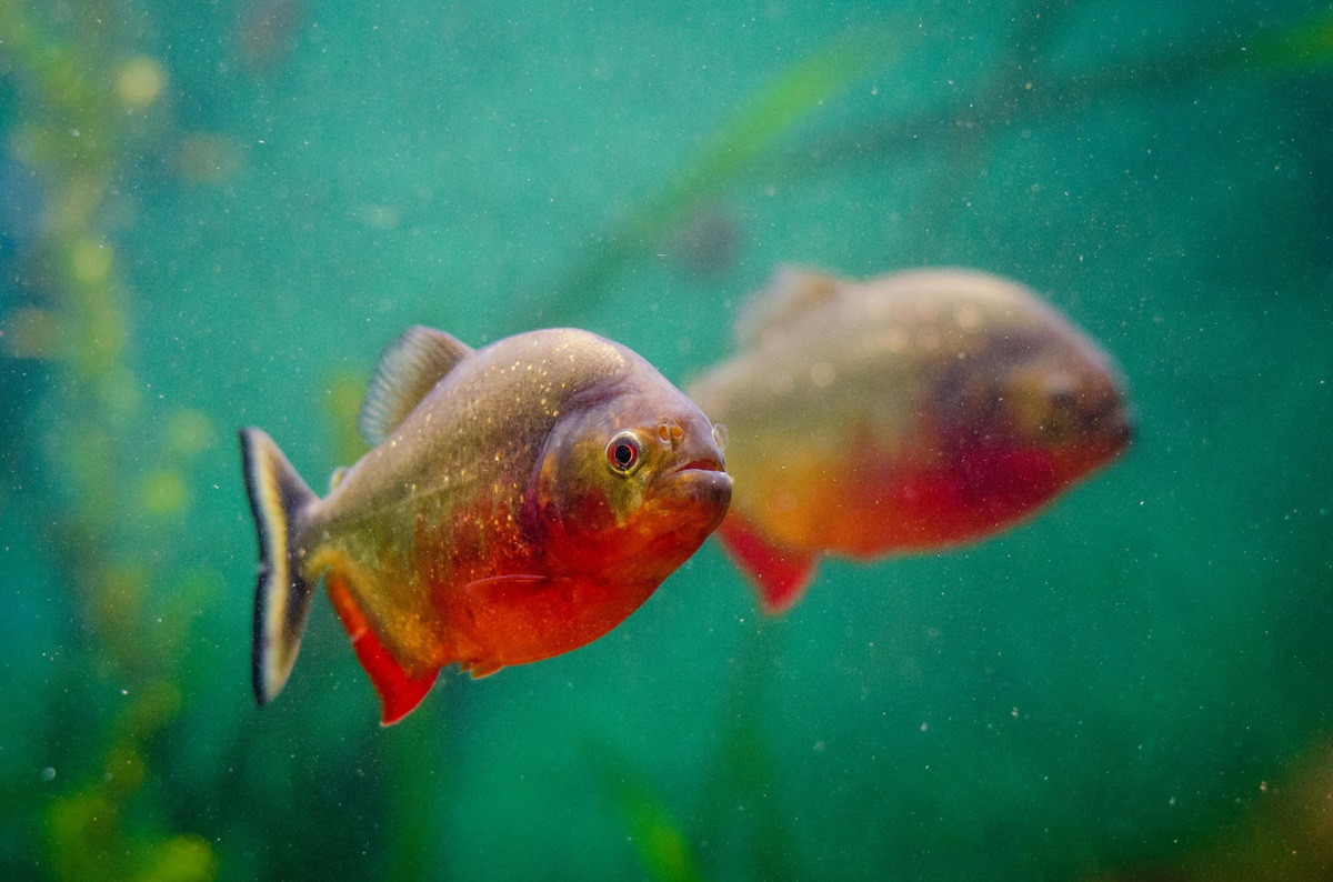 Piranhas atacam banhistas e levam temor ao interior de São Paulo ...