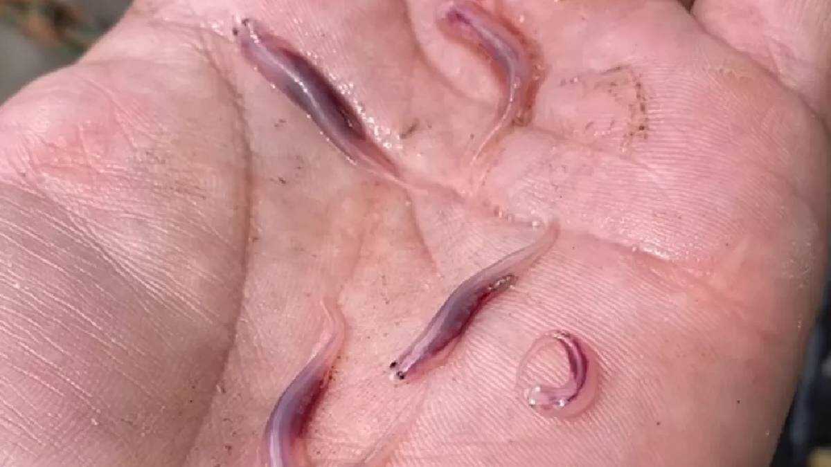 Conheça o peixe-vampiro que invade o corpo dos banhistas em rios ...