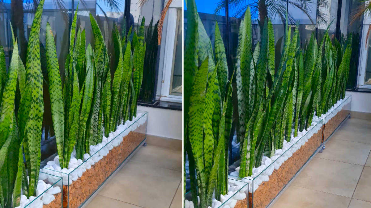 Poucas pessoas conhecem esse segredo sobre a Espada de São Jorge ...