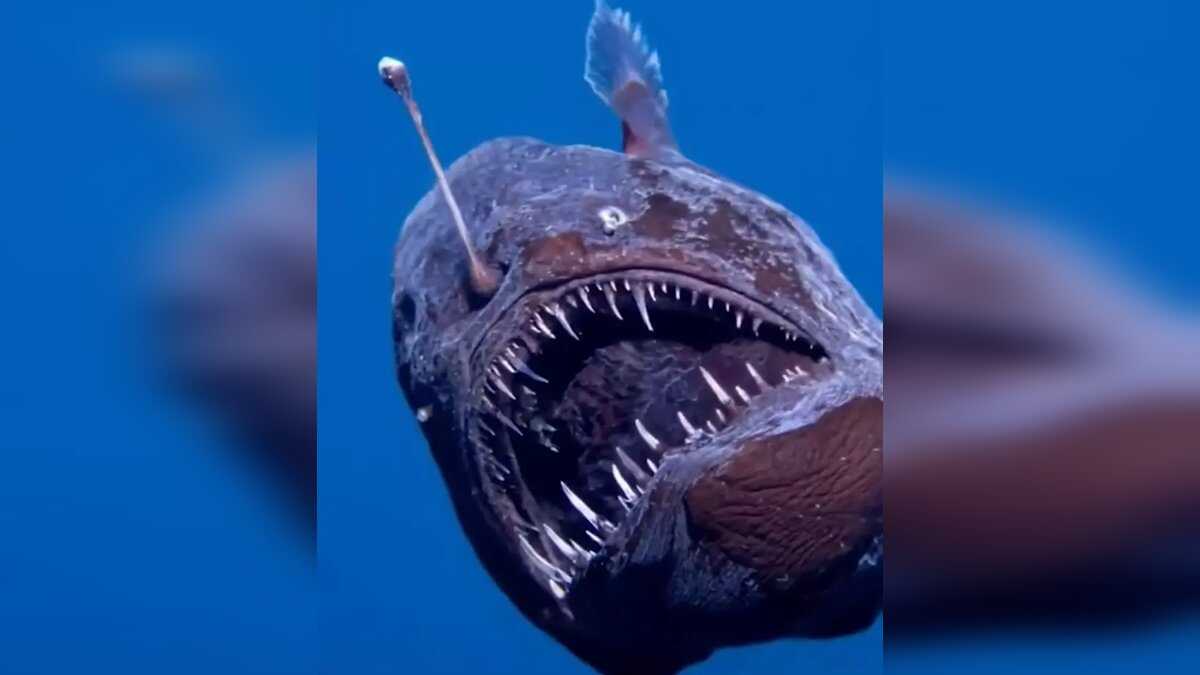 Saiba o verdadeiro tamanho do peixe-diabo que apareceu à luz do dia ...