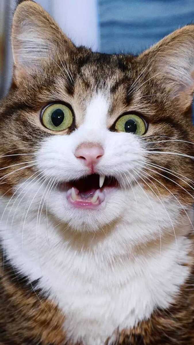 Veja fotos de Rexie, gato mais expressivo do mundo - Gazeta de São Paulo