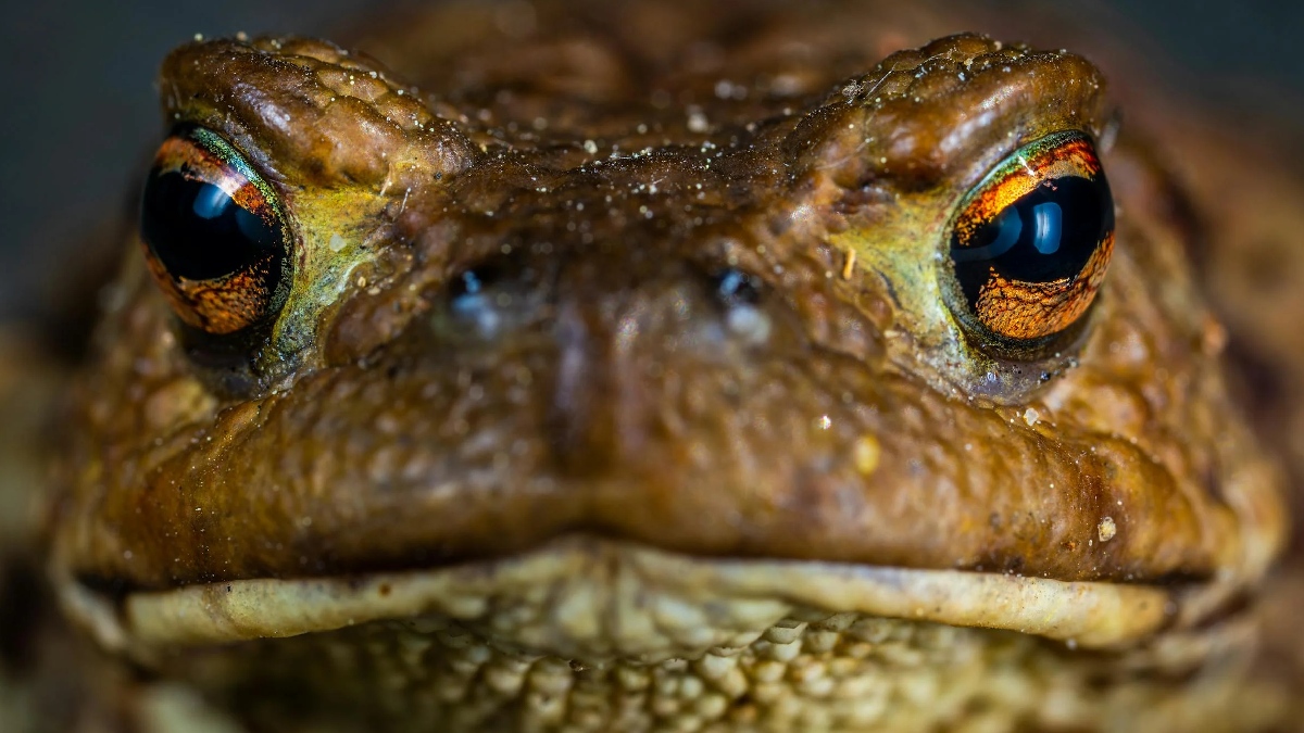 O veneno deste sapo pode curar a depressão e a ansiedade - Gazeta de ...