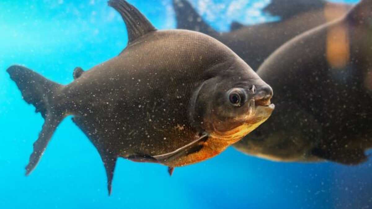 Praia da capital nacional do ecoturismo é interditada após turista ...