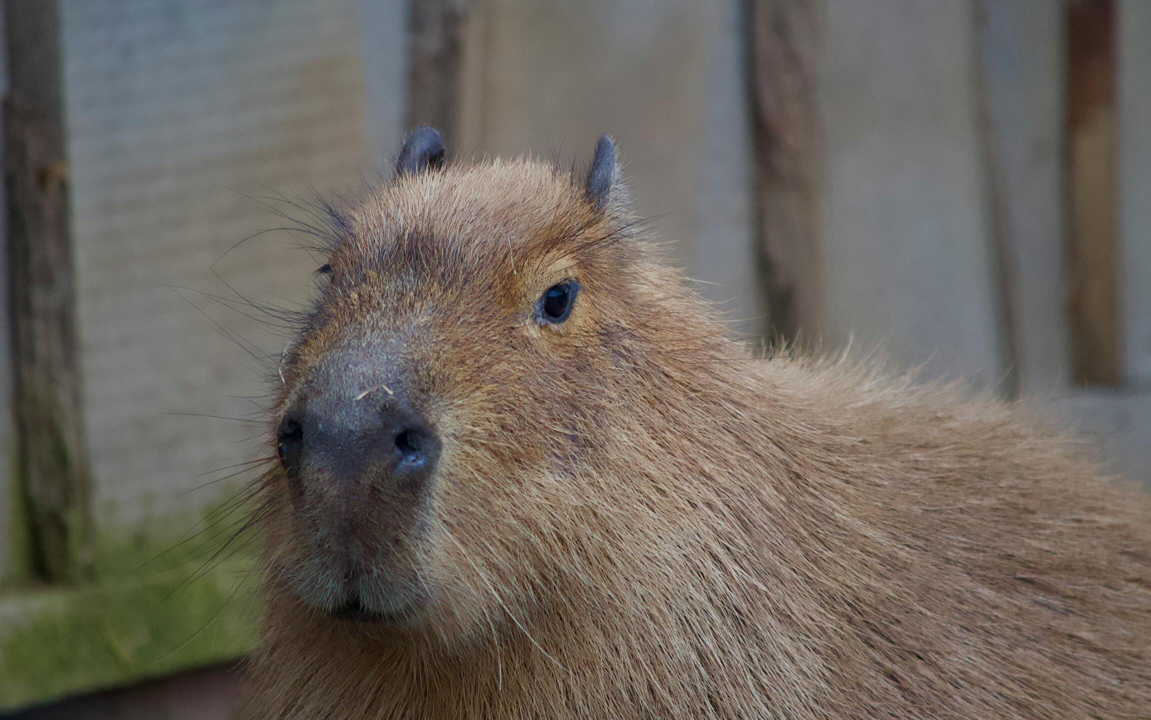 Piracicaba impressiona pelo inusitado 'pastel de capivara' - Gazeta de ...