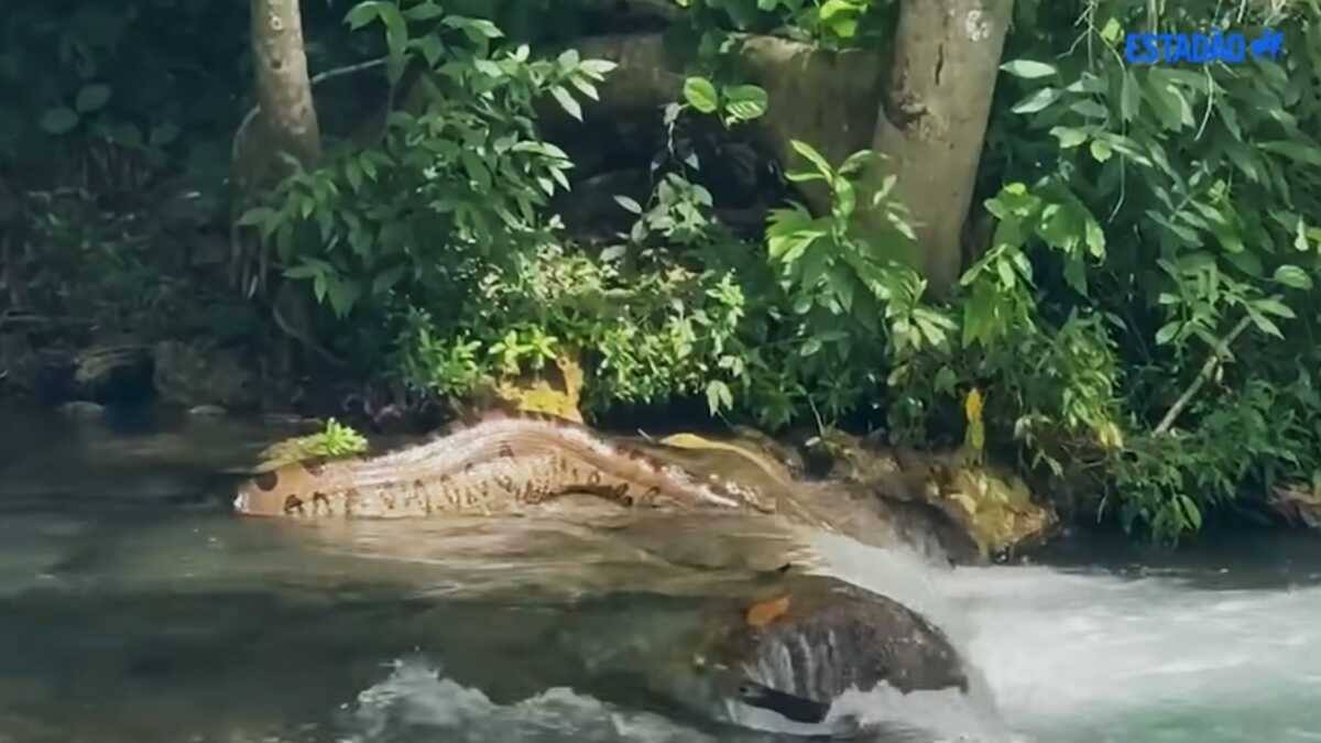 Sucuri gigante surpreende banhistas em rio cristalino; veja vídeo - Gazeta de São Paulo
