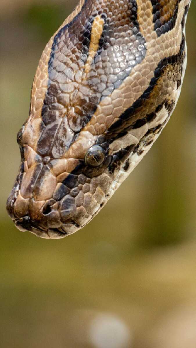 Maior cobra do mundo é encontrada no rio Tietê e foge rapidamente em ...