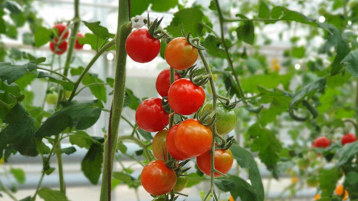 Plante hoje, colha em meses: 6 árvores frutíferas que crescem rápido ...