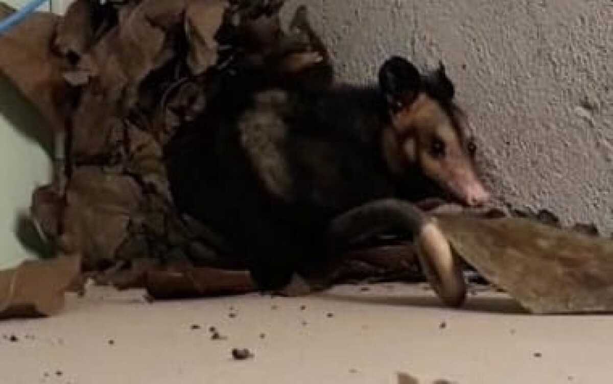 Guarda Civil Ambiental resgata saruês na Área Continental de São ...