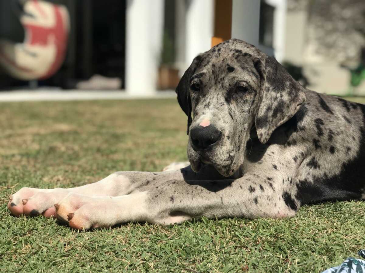 Panosteíte: Dores de crescimento em cães - Gazeta de São Paulo